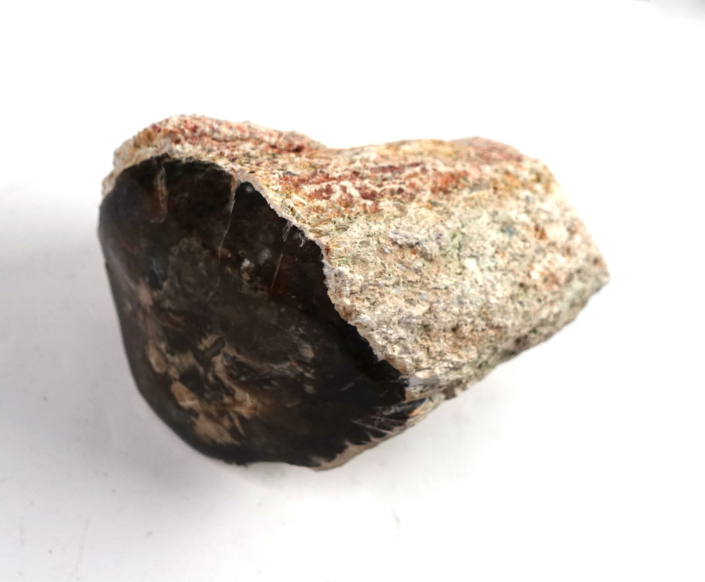 Petrified Wood Branch Section